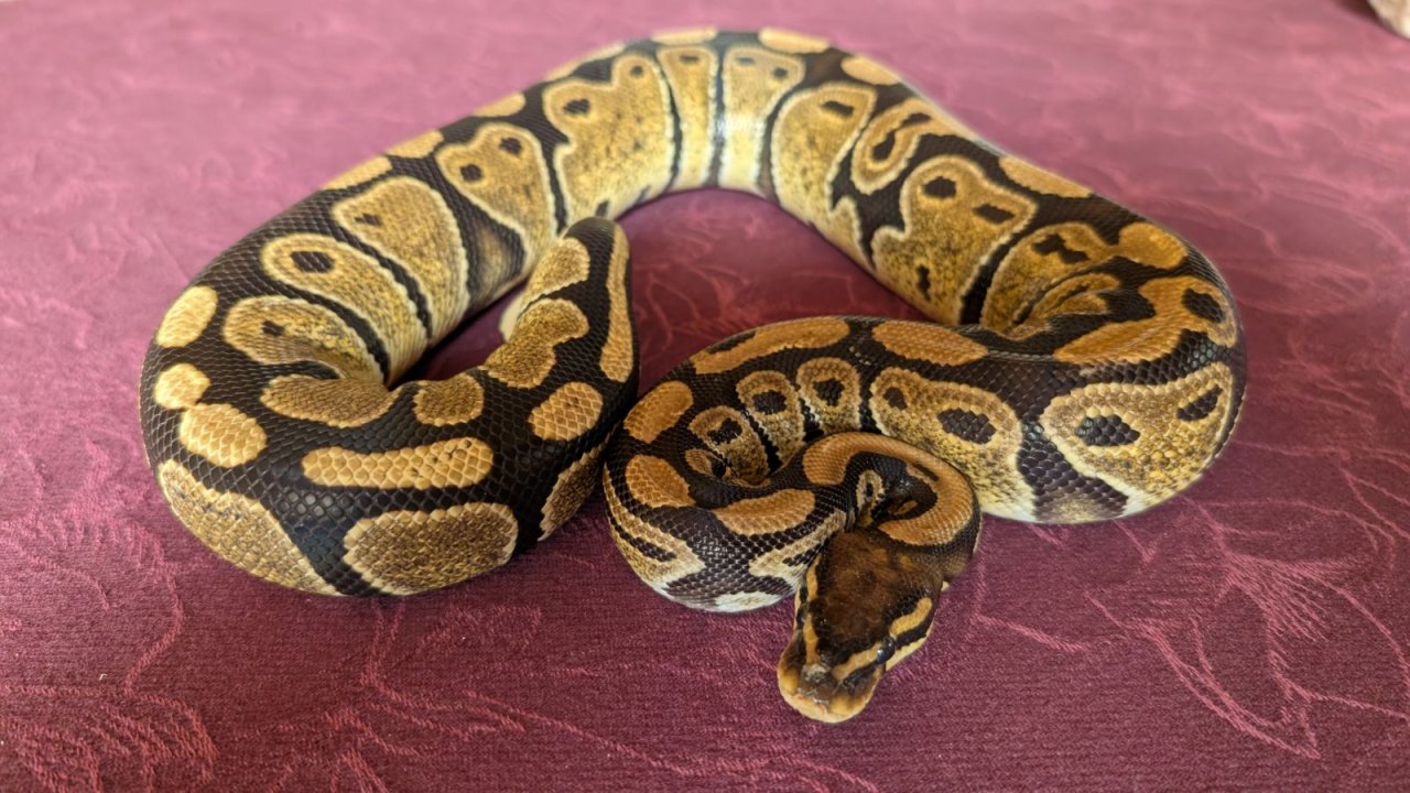 Kleinanzeigen in Braunschweig